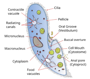 Paramecium, Introduction, Structure, Characteristics, Types, Importance ...