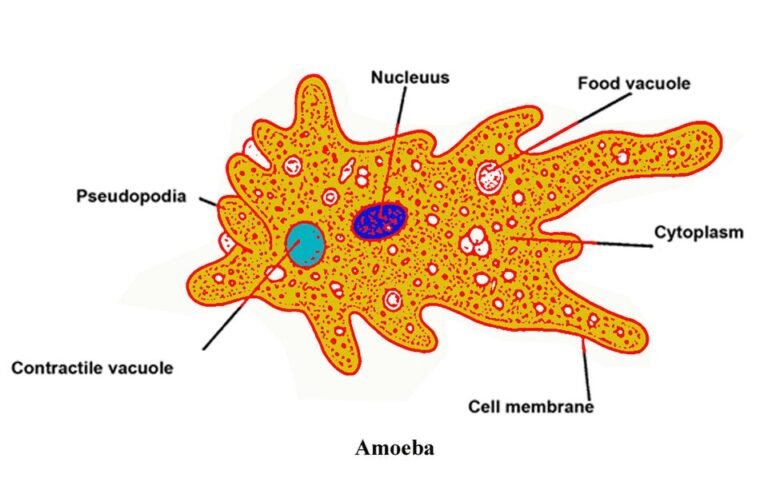 Amoeba, Introduction, Structure, Characteristics, Types, Importance and ...