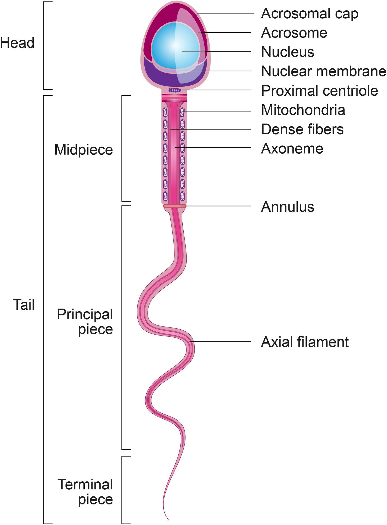 Structure of Sperm(spermatozoon), Introduction, Parts, and Function ...