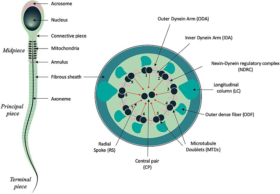 Structure of Sperm(spermatozoon), Introduction, Parts, and Function ...
