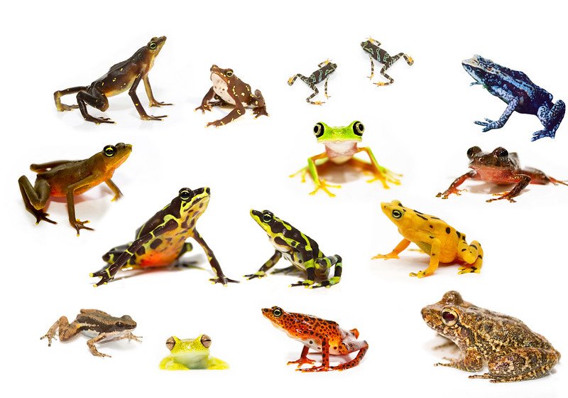 Frogs: Structure, General Characteristic, Adaptations and Significance ...